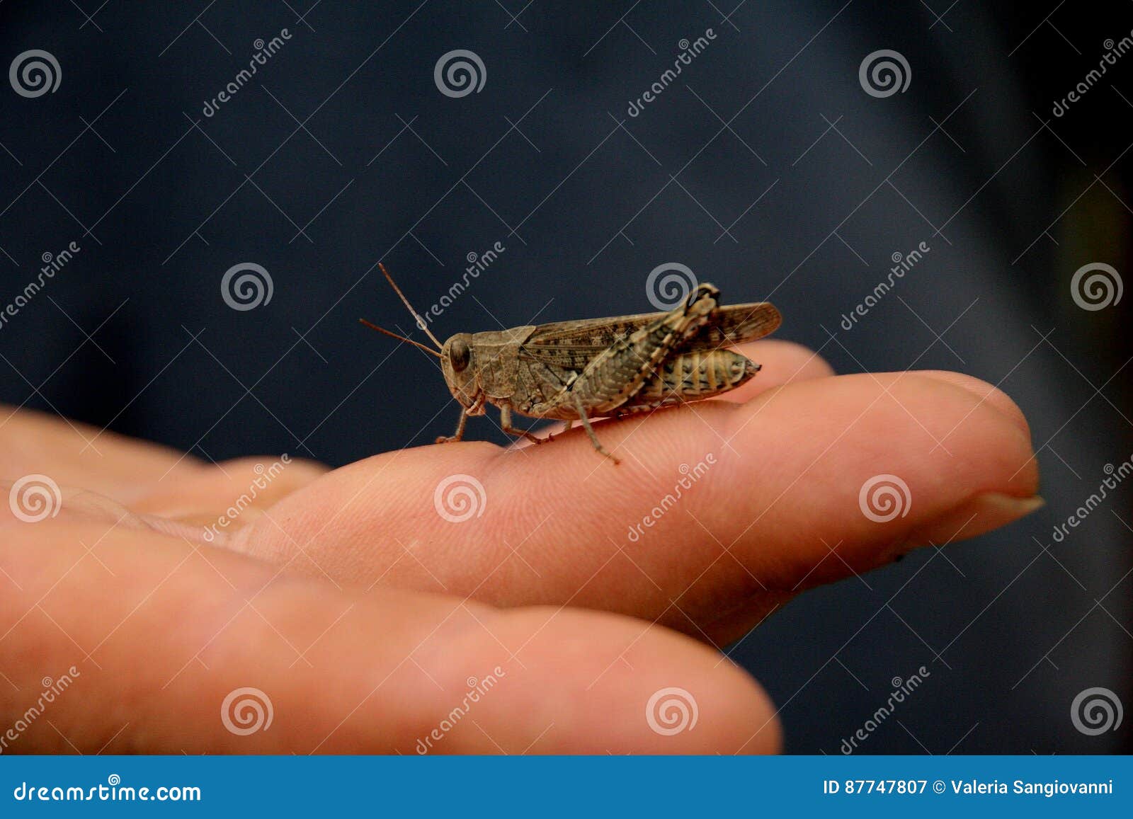 Grasshopper stock image. Image of hold, holding, curiosity - 87747807