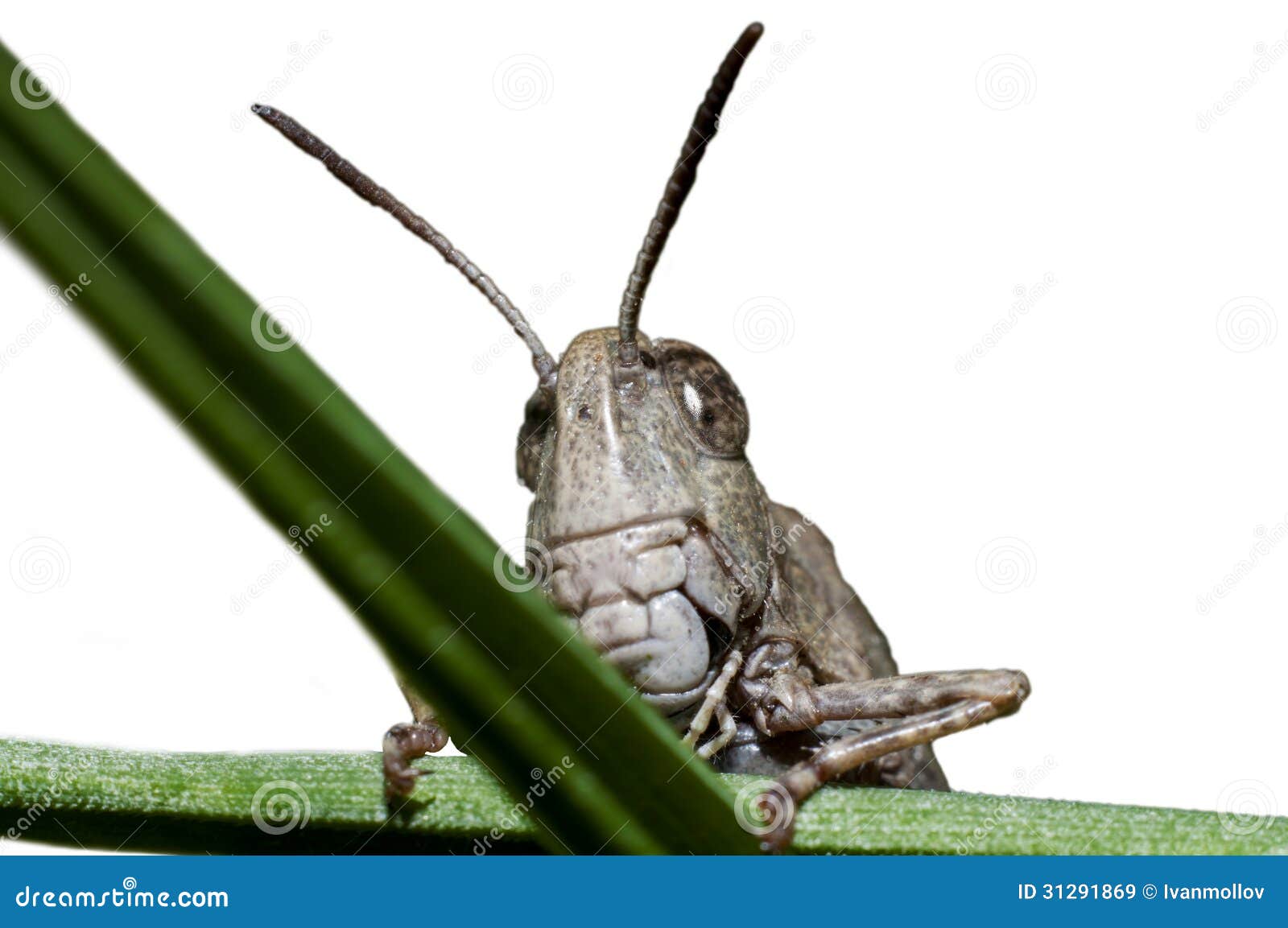 Grasshopper close up stock image. Image of insect, natural - 31291869