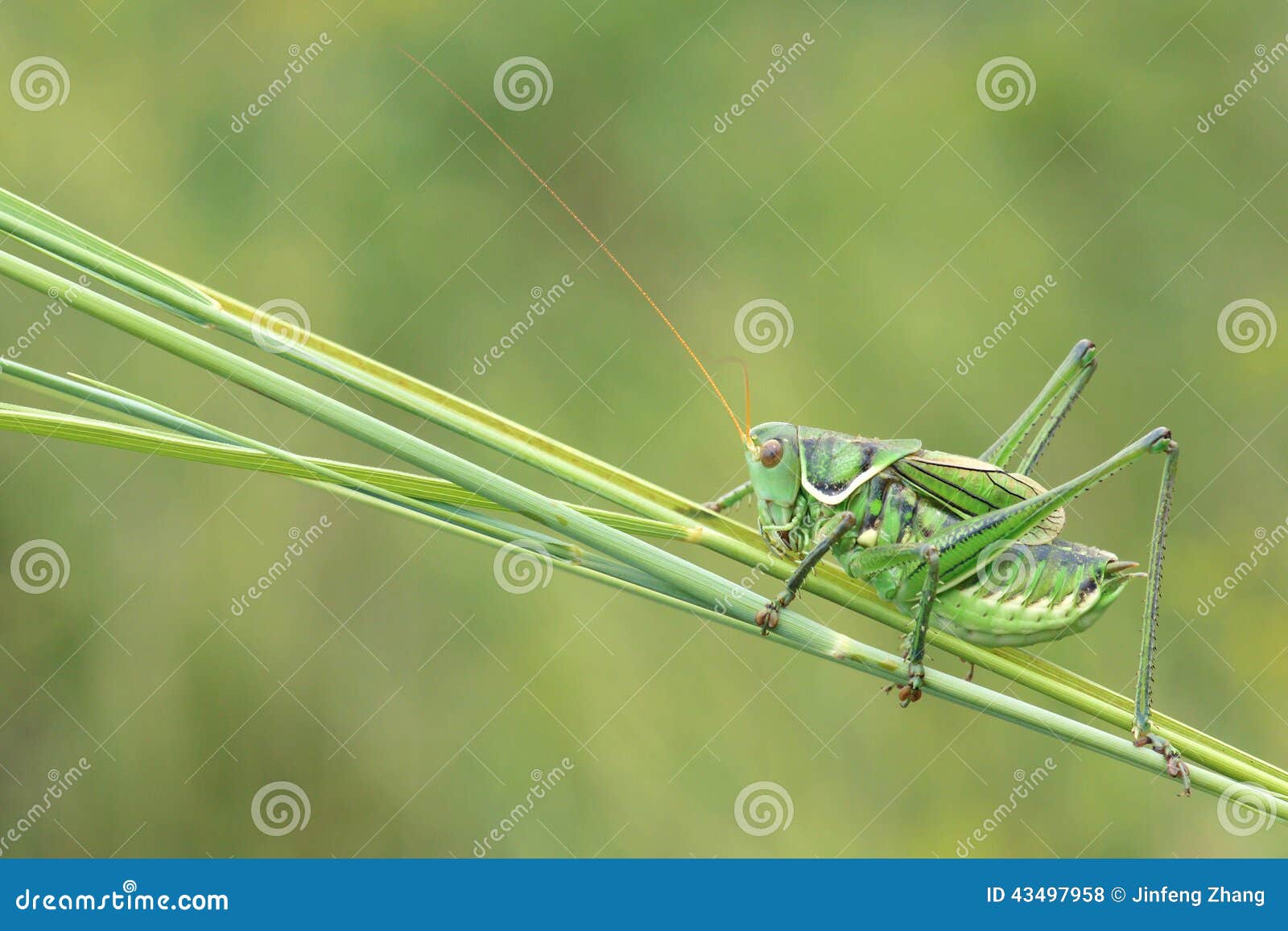 Grasshopper stock photo. Image of life, grasshopper, wingless - 43497958