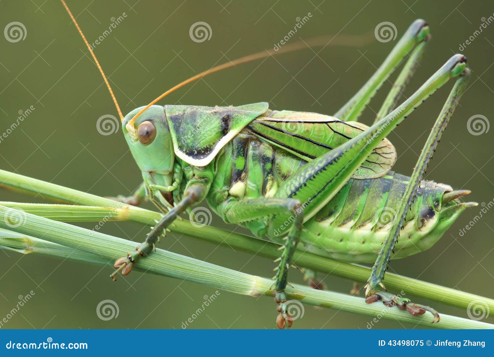 Grasshopper stock image. Image of animal, wild, grasshopper - 43498075