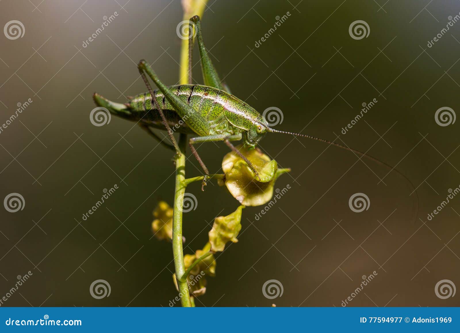 Grasshopper stock image. Image of habitat, grasshopper - 77594977