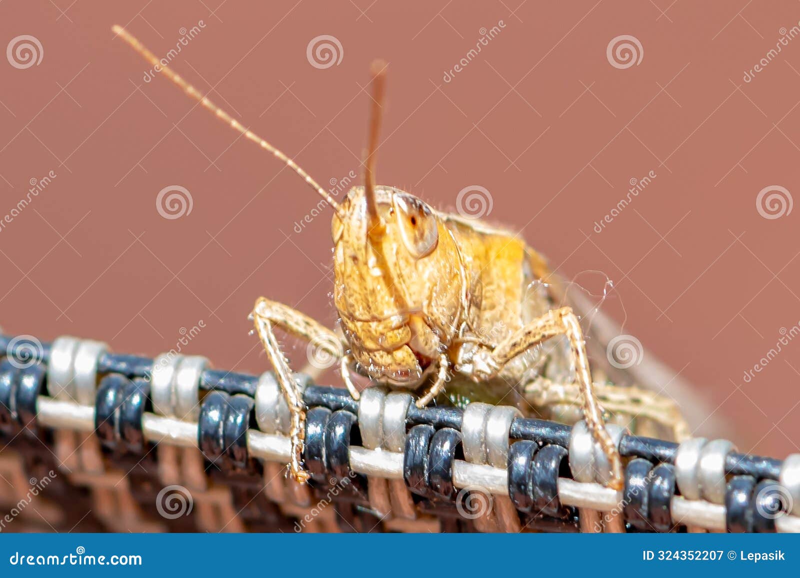 A Grasshopper in Close-up, Sitting on a Textured Surface, on a Blurred ...