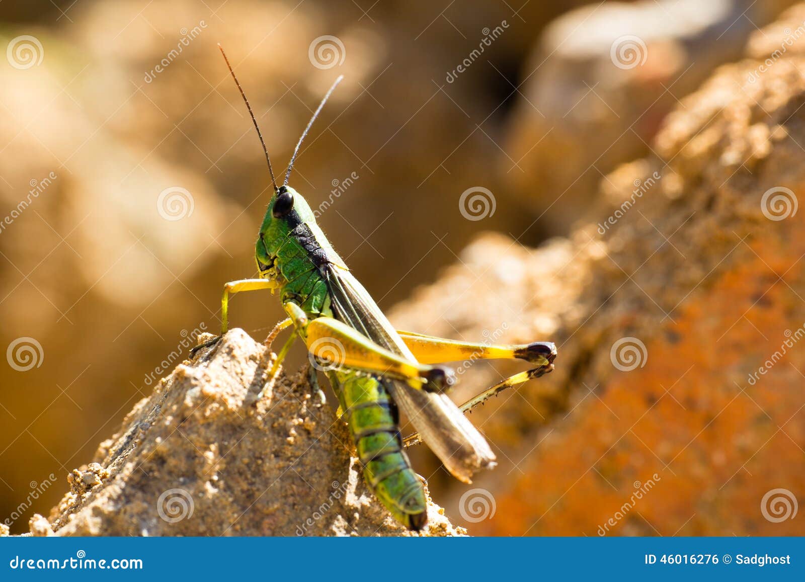 Grasshopper close up stock photo. Image of critter, hopper - 46016276