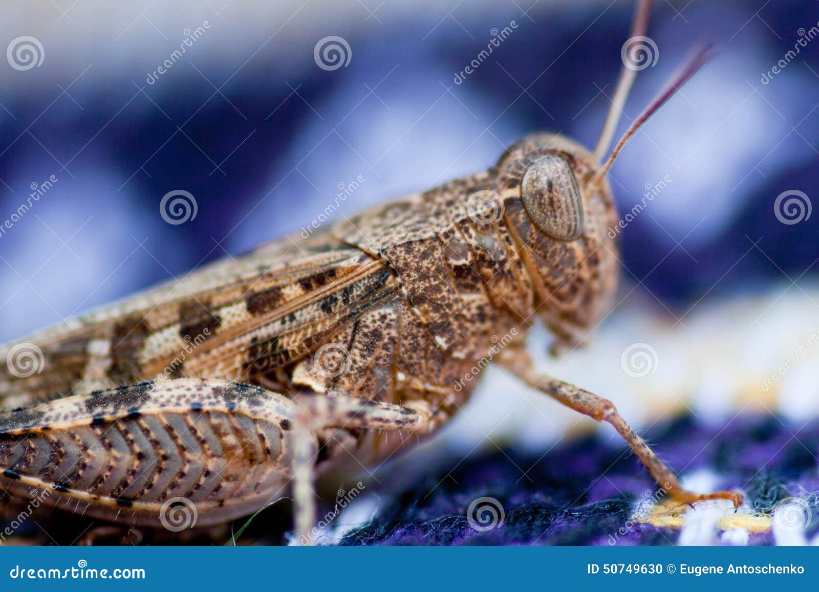 Grasshopper Close Up at Summer Stock Photo - Image of looking, nature ...