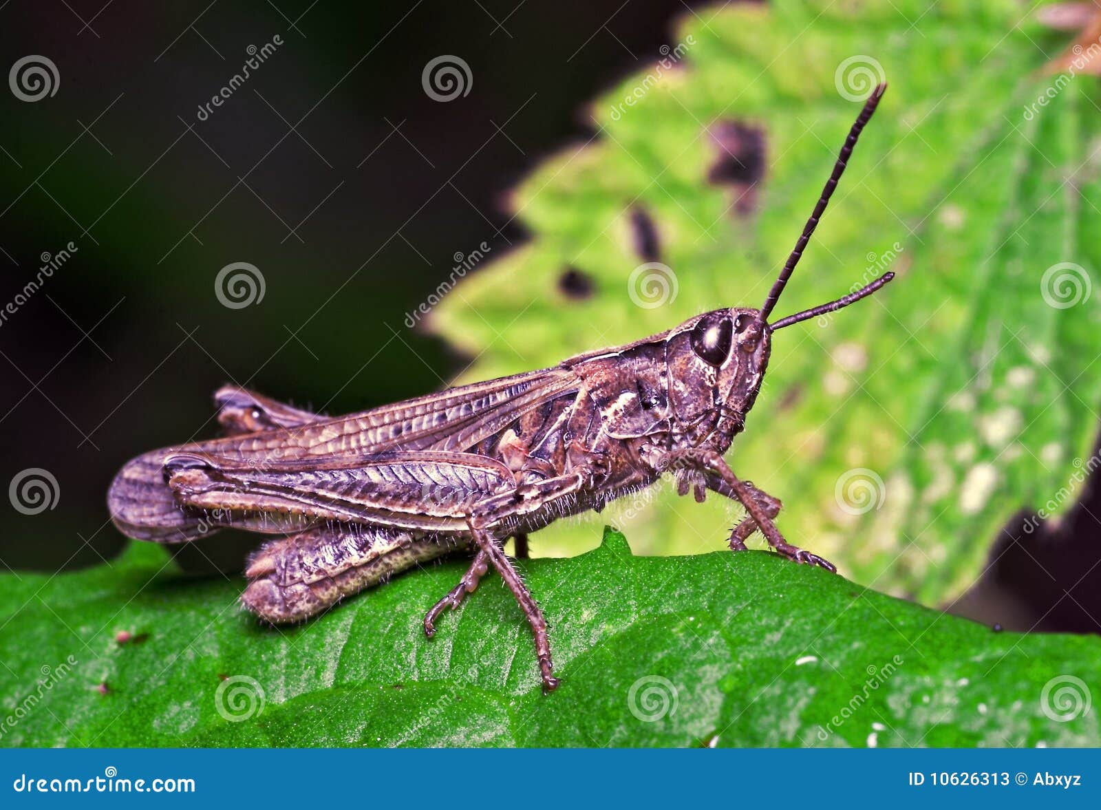 Grasshopper closeup stock image. Image of conservation - 10626313