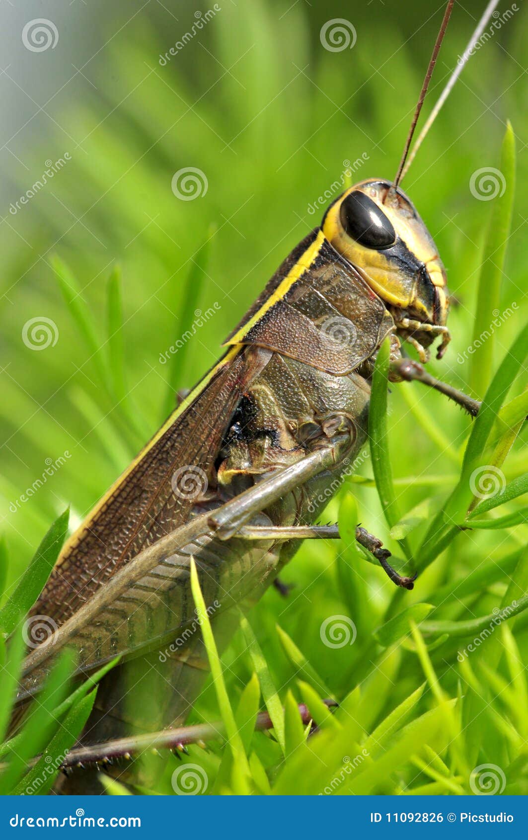 Grasshopper closeup stock photo. Image of insects, green - 11092826