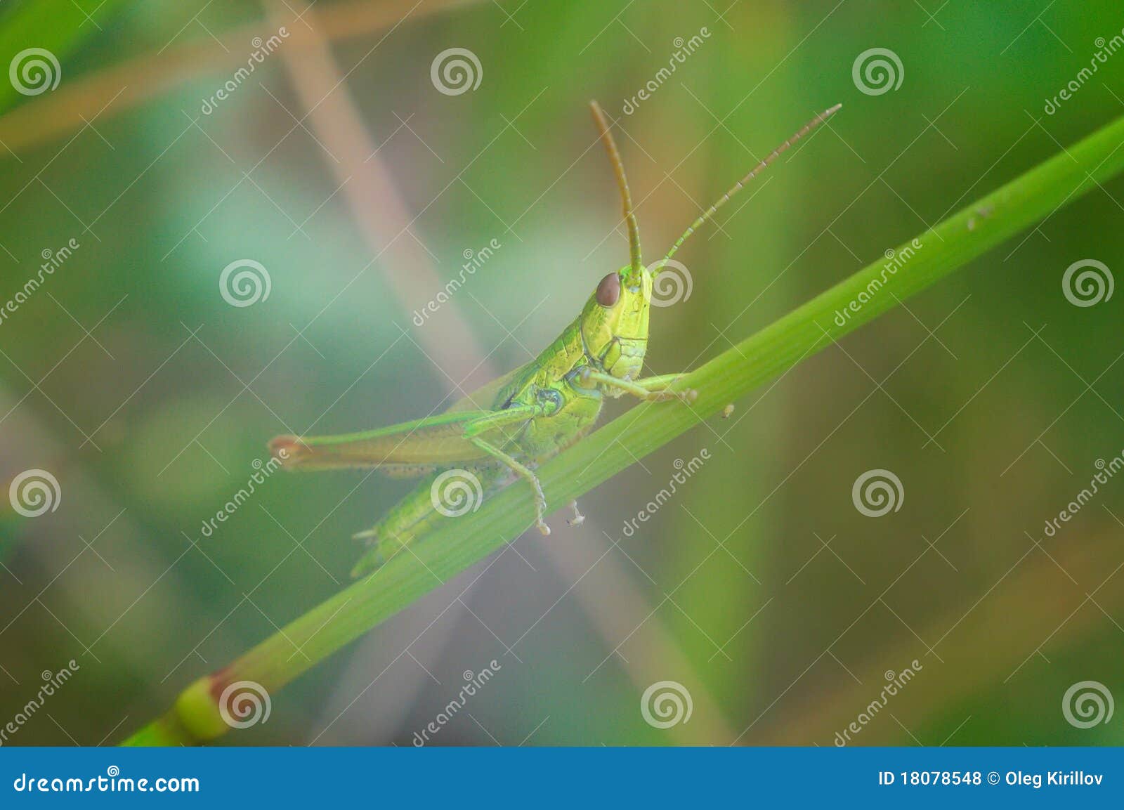 Grasshopper closeup stock photo. Image of jumping, beautiful - 18078548