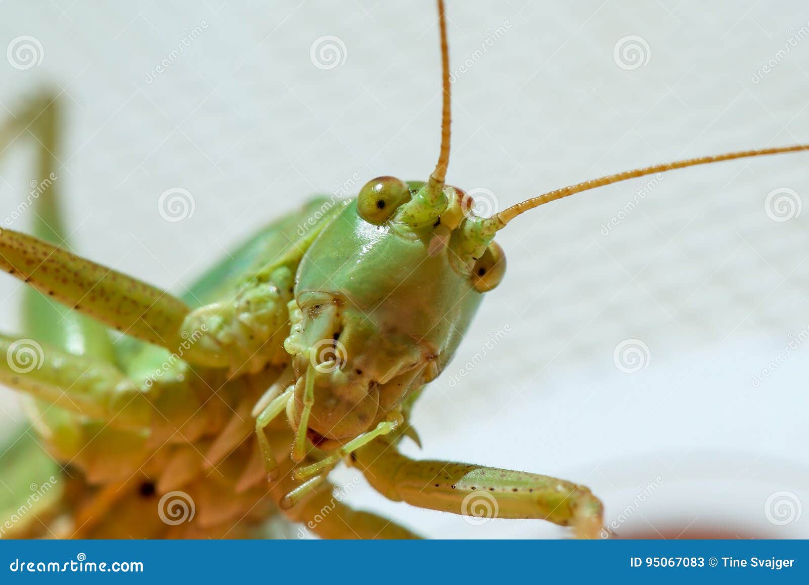 Grasshopper closeup stock image. Image of green, macro - 95067083