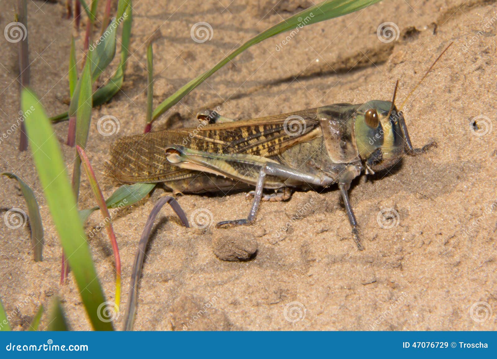 Grasshopper stock image. Image of environment, close - 47076729