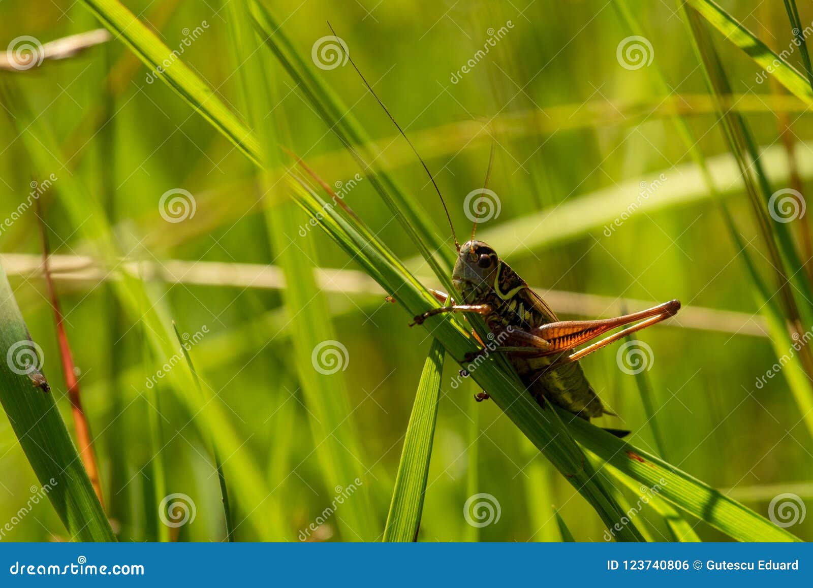 Grasshopper Closeup in the Summer Time and Back Light Stock Photo ...