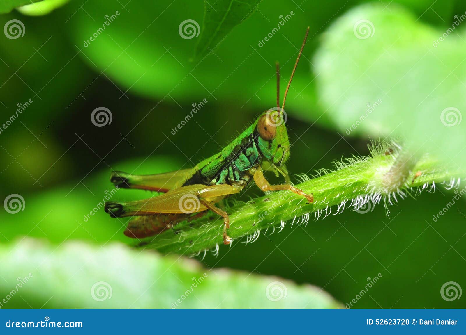 Grasshopper stock photo. Image of nature, food, wildlife - 52623720