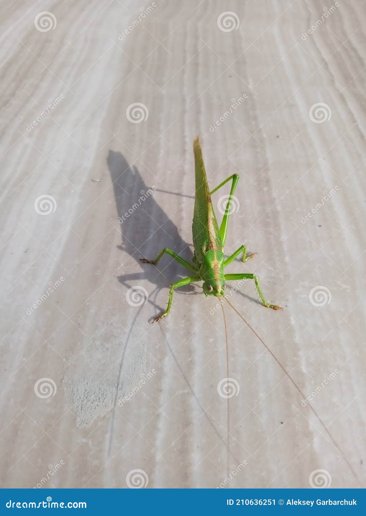 Grasshopper at a Construction Site Stock Image - Image of creature ...