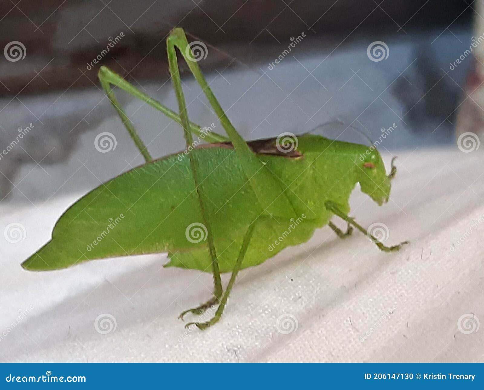 Detail Of Insect House Hotel Structure Made Out Of Natural Wood ...