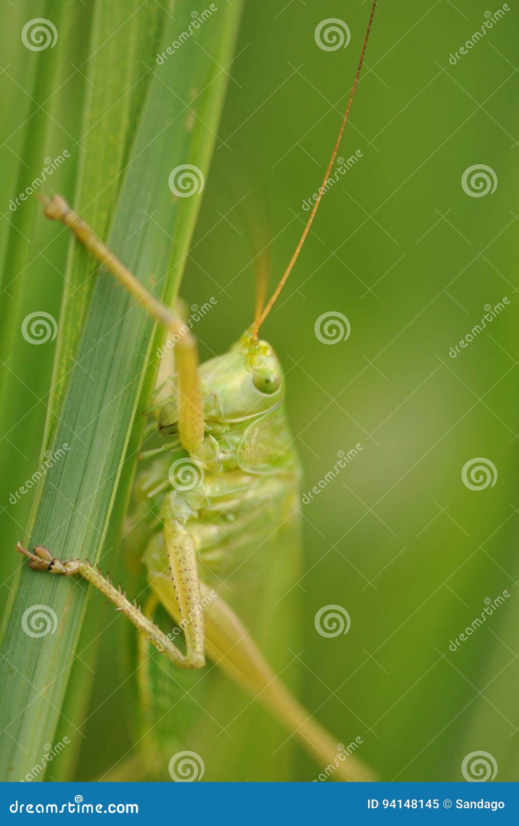 Grasshopper detail stock image. Image of beautiful, color - 94148145