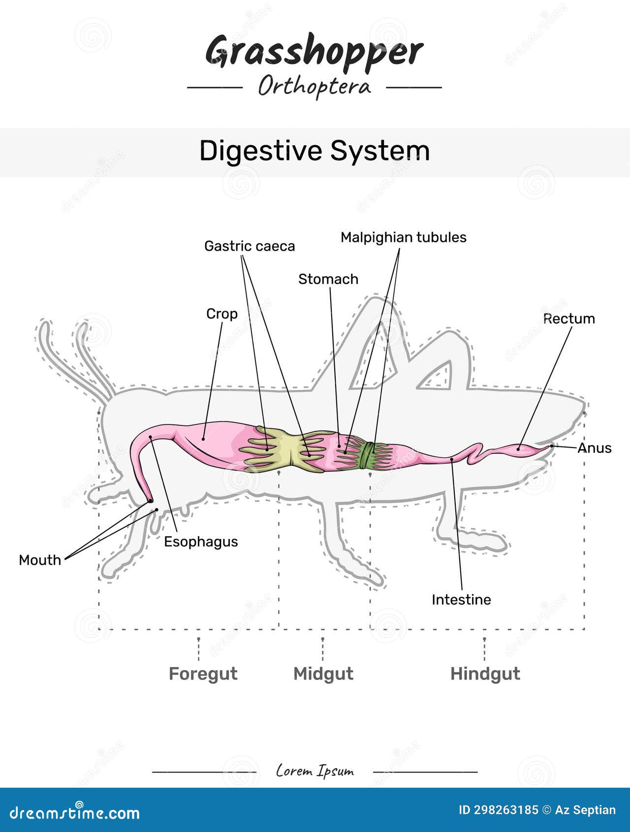 Grasshopper Digestive System Stock Vector - Illustration of teaching ...