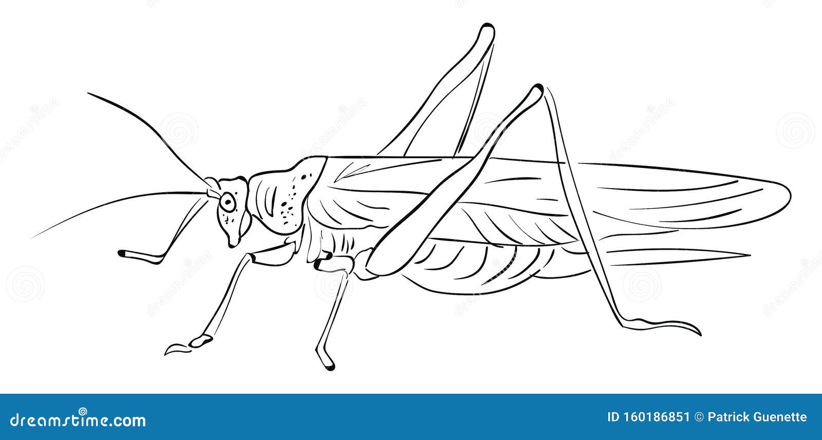Grasshopper Drawing, Illustration, Vector Stock Vector - Illustration ...