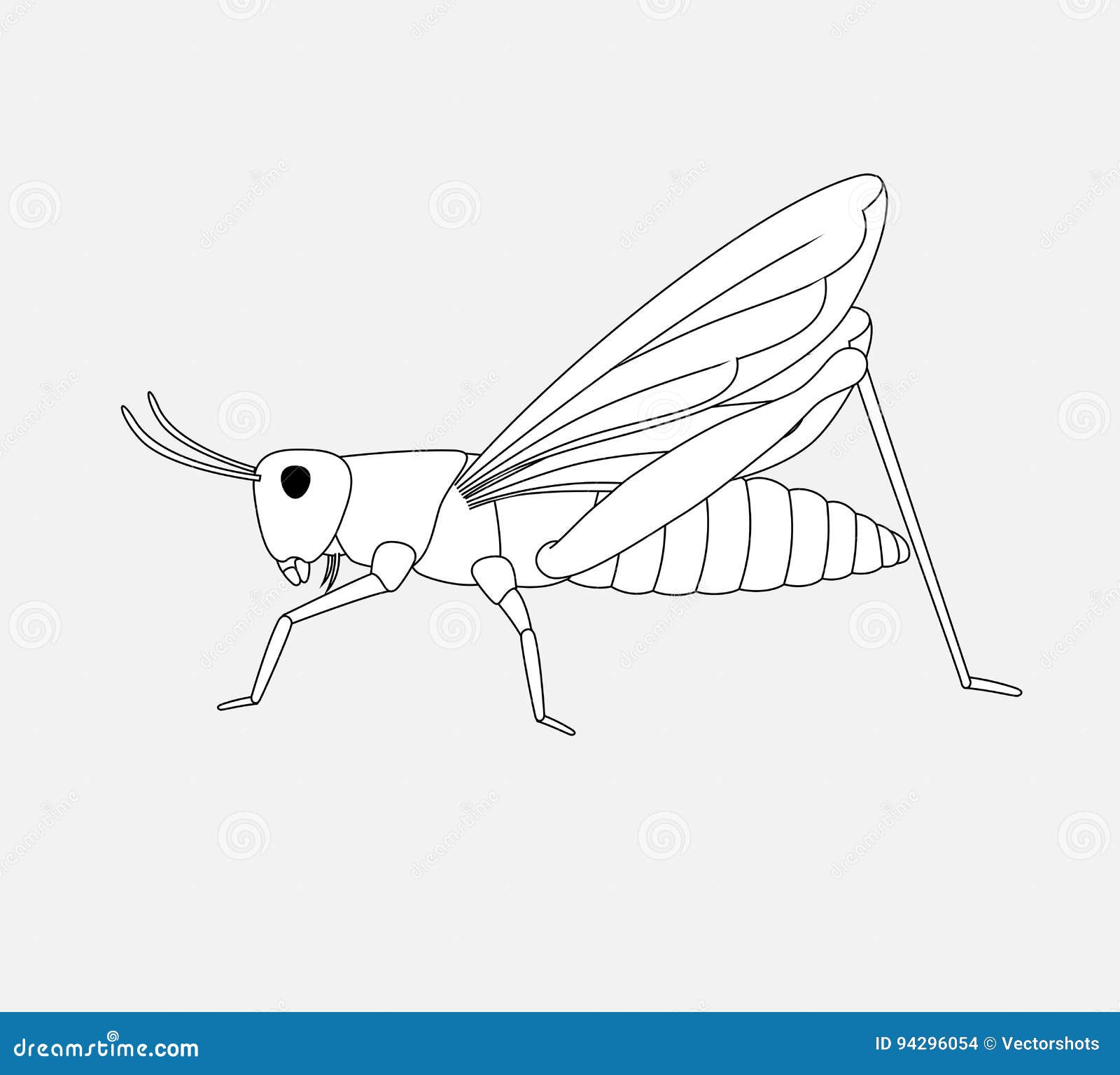 Grasshopper Drawing stock vector. Illustration of delicate - 94296054