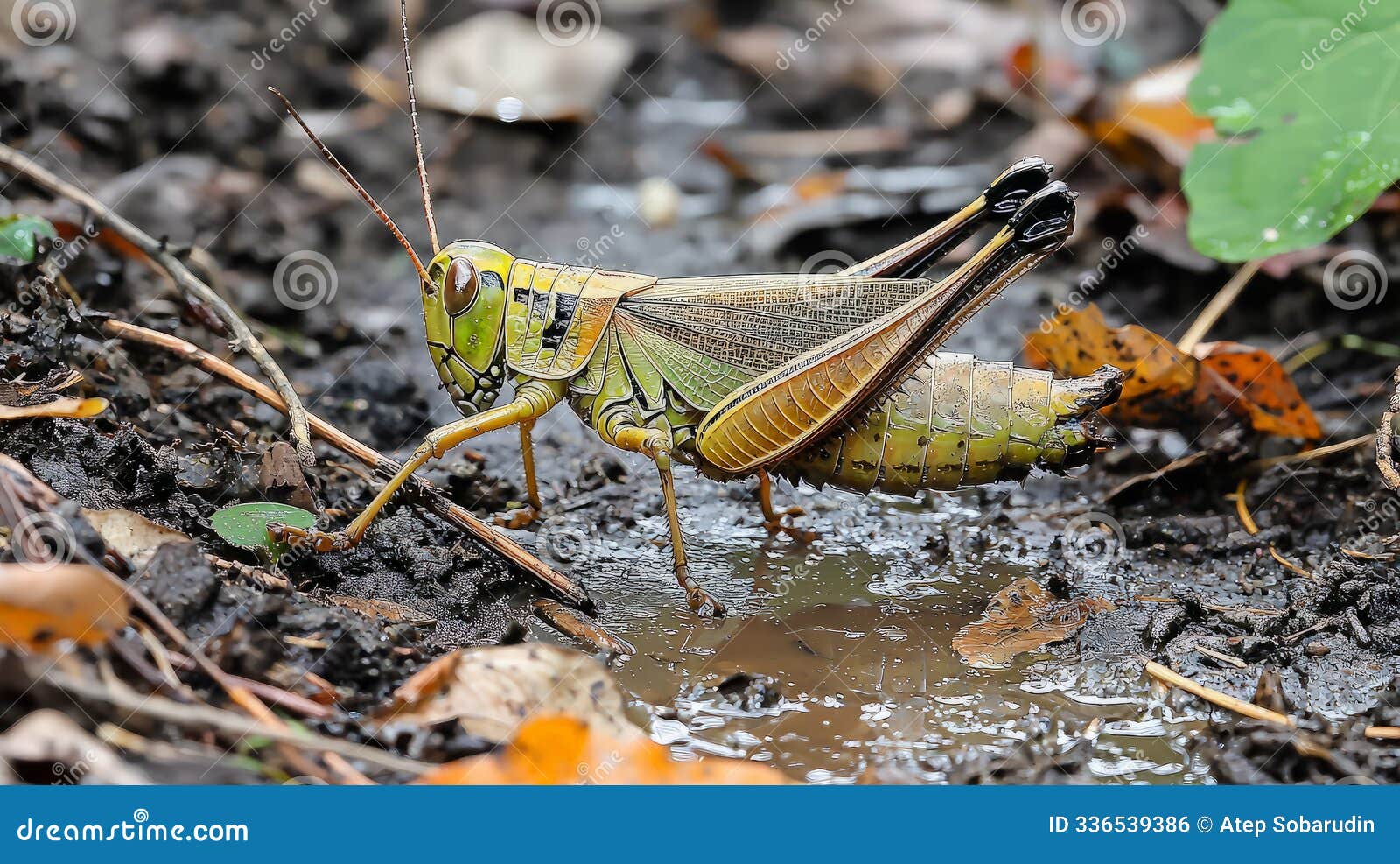 Grasshopper Drinking Water stock photo. Image of closeup - 336539386