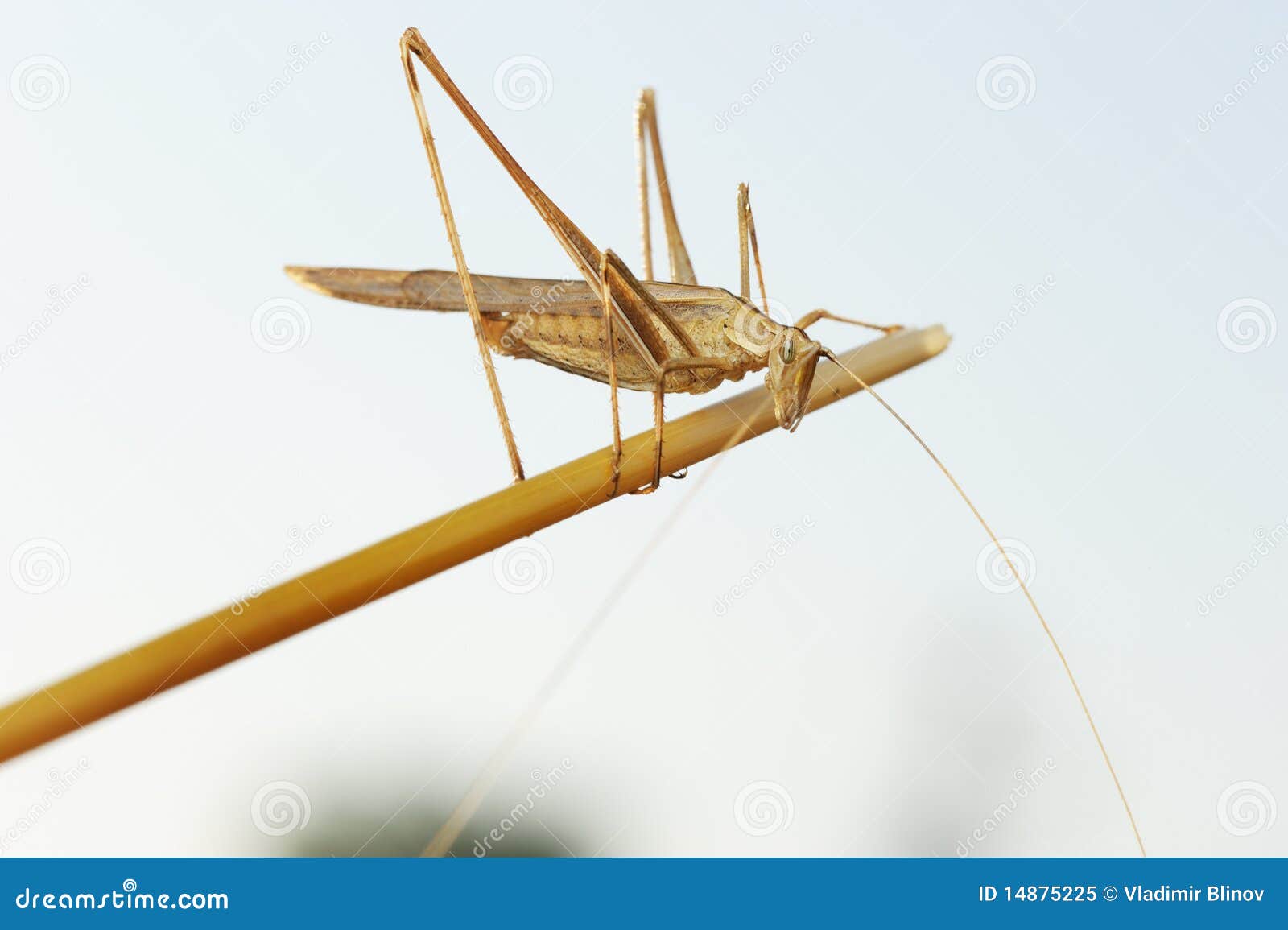 Grasshopper on the Dry Straw Stock Image - Image of insect, nature ...