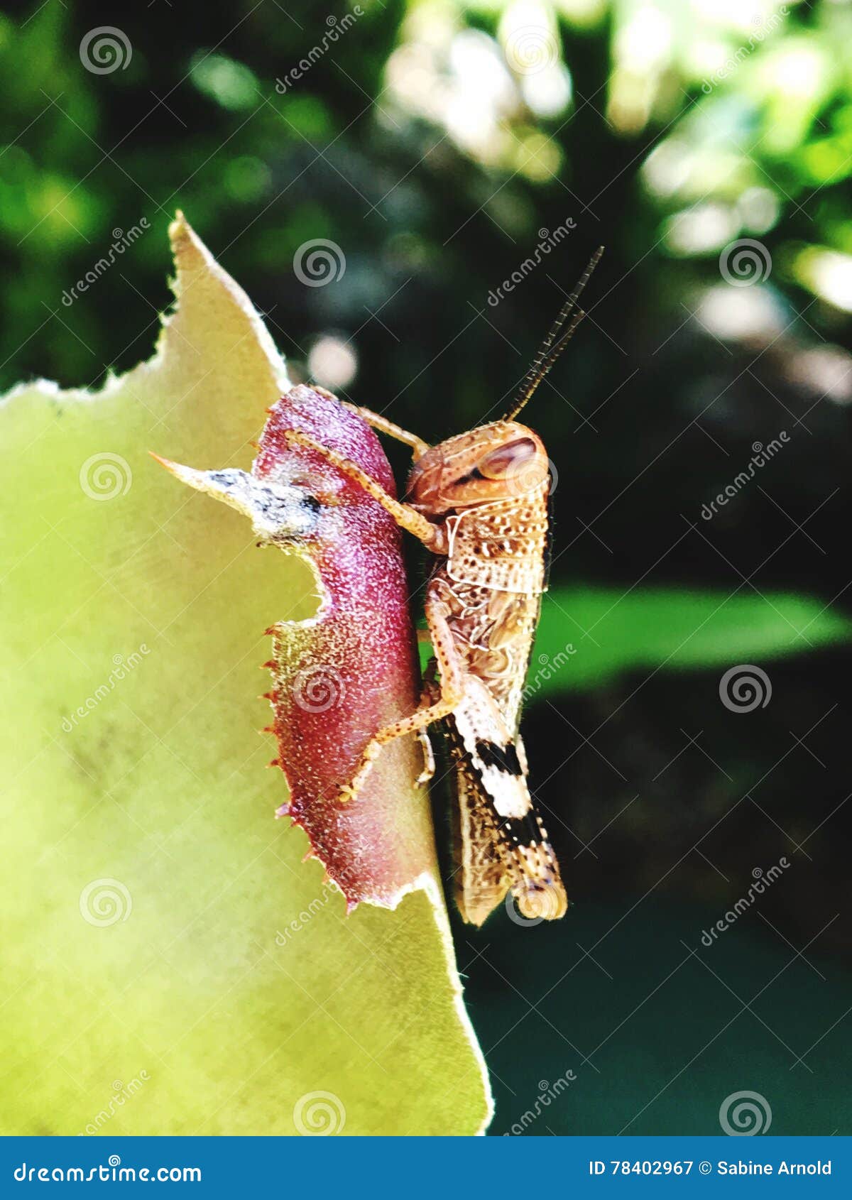 Grasshopper eating stock image. Image of sitting, leaf - 78402967