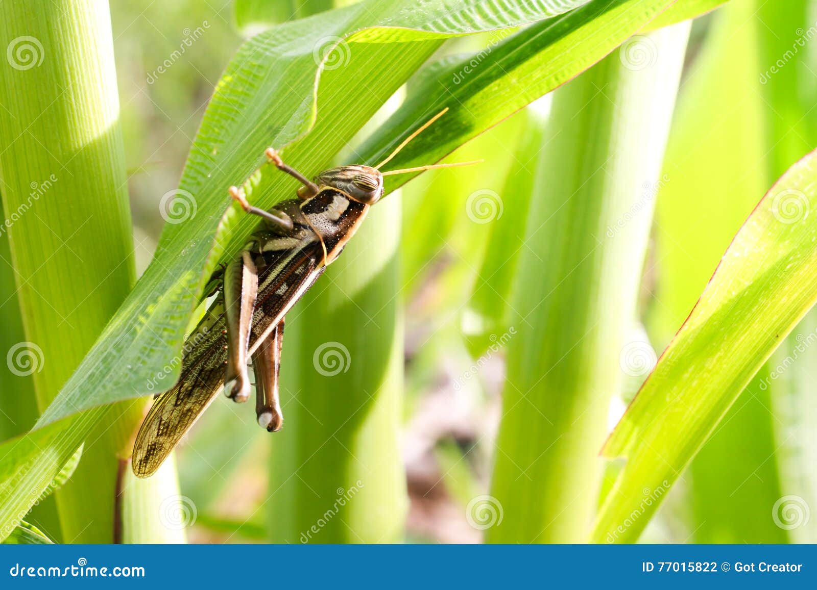 Grasshopper eating corn stock photo. Image of fall, impend - 77015822