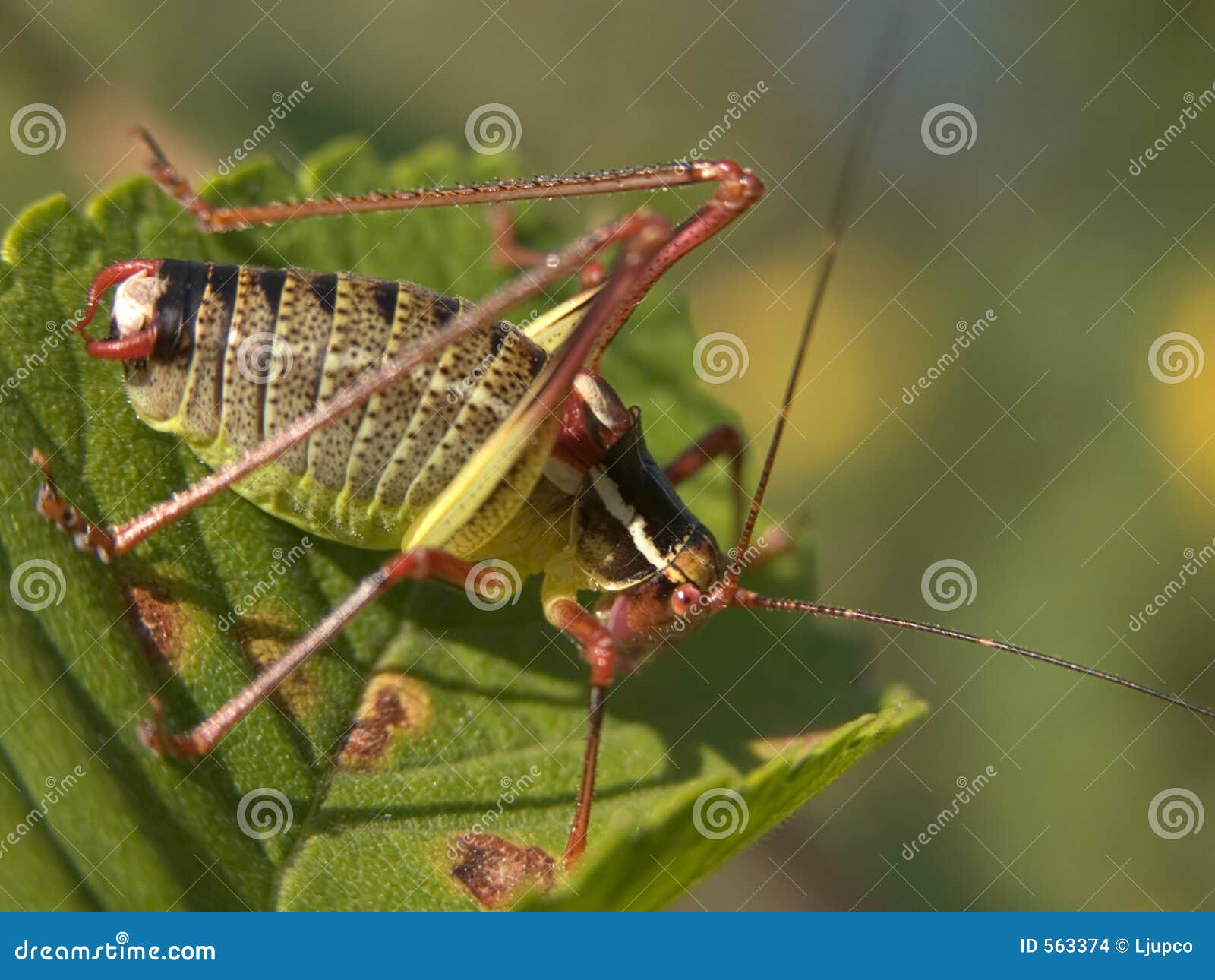 Grasshopper eating crops stock photo. Image of jump, leaf - 563374