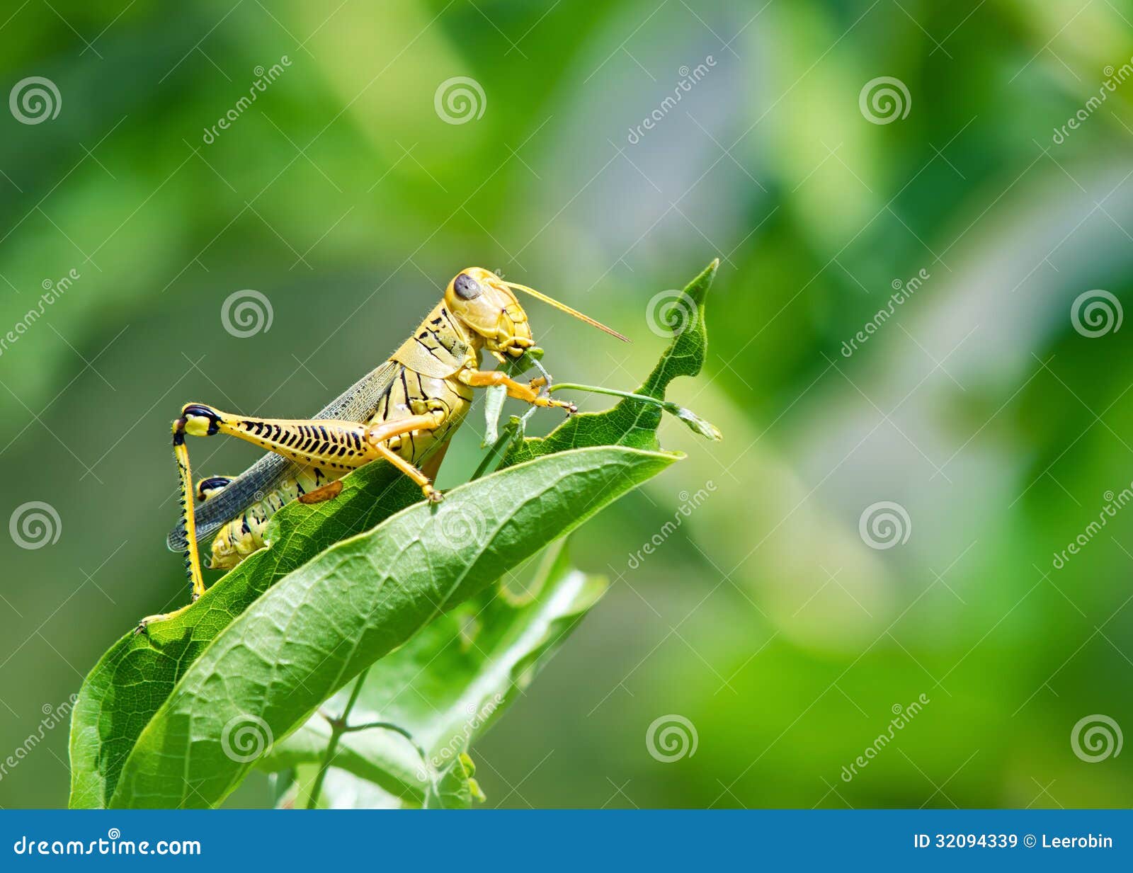 Grasshopper Eating and Destroying Leaves Stock Image - Image of summer ...