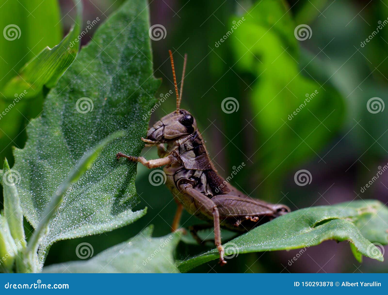 Grasshopper Eating Fresh Green Leaves Stock Photo - Image of locust ...