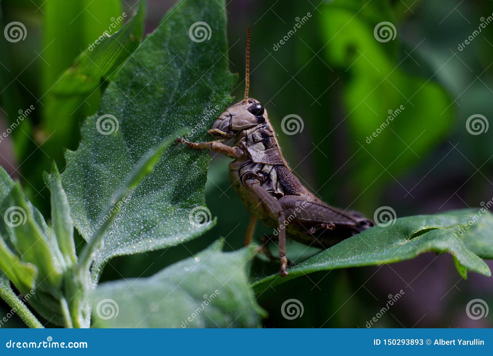 Grasshopper Eating Fresh Green Leaves Stock Image - Image of detail ...