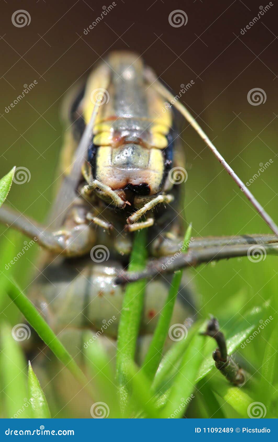 Grasshopper eating grass stock image. Image of colors - 11092489