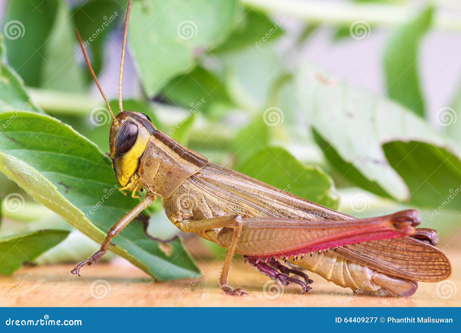 Grasshopper eating a leaf. stock image. Image of morning - 64409277