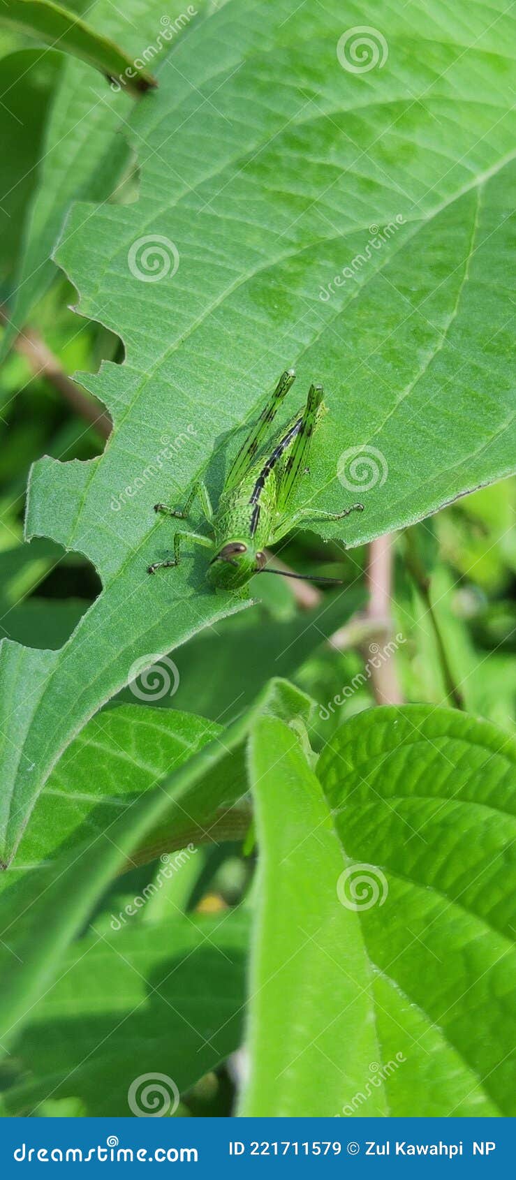 Grasshopper Eating the Leaf Stock Image - Image of food, grasshopper ...