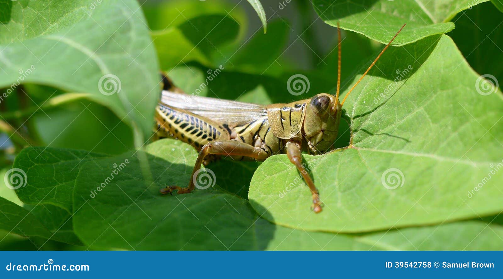 Grasshopper eating stock photo. Image of grasshopper - 39542758