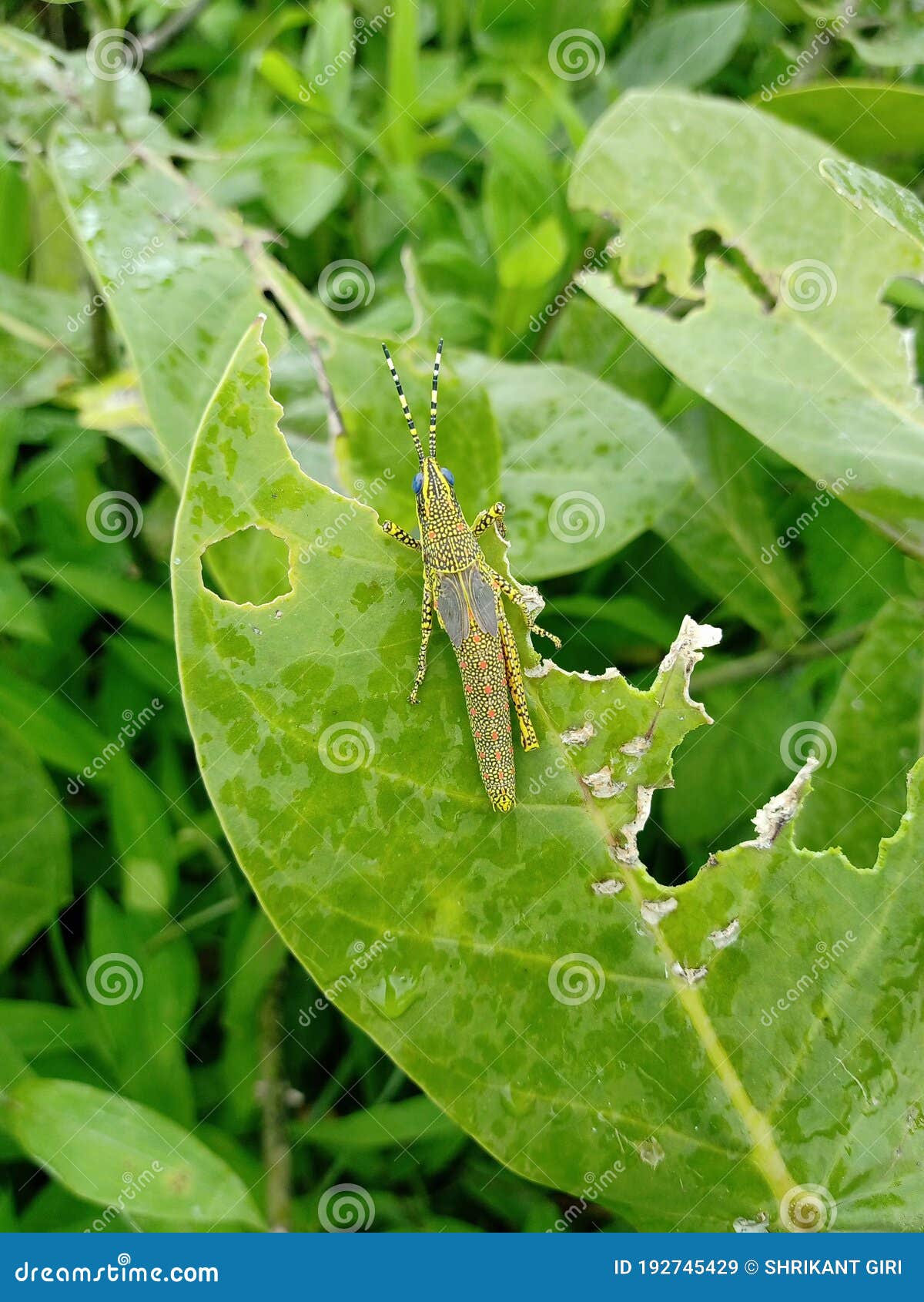 Grasshopper Eating A Leaf. Stock Photography | CartoonDealer.com #64409300