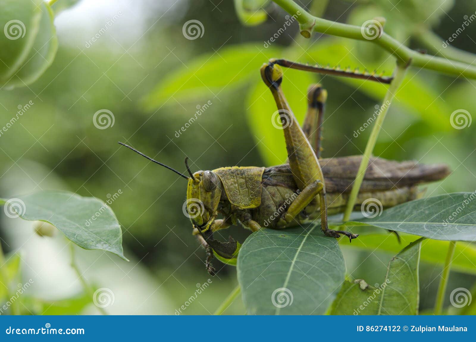 Grasshopper eating stock photo. Image of length, orange - 86274122