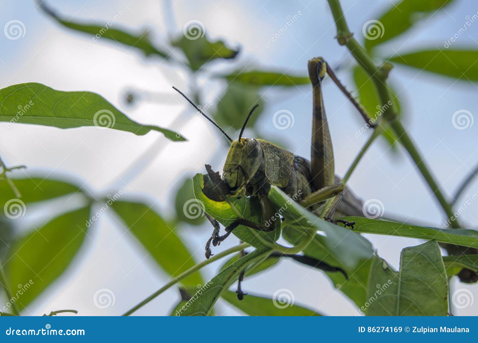 Grasshopper eating stock image. Image of length, inches - 86274169