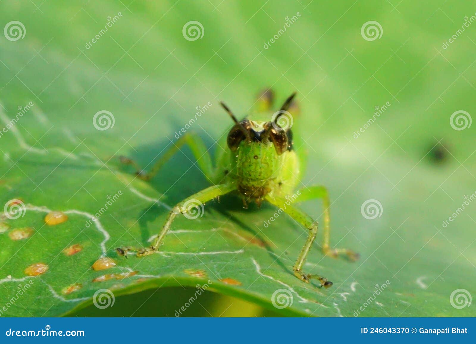 Grasshopper on the Elephant Ear Leaf Stock Photo - Image of nature ...