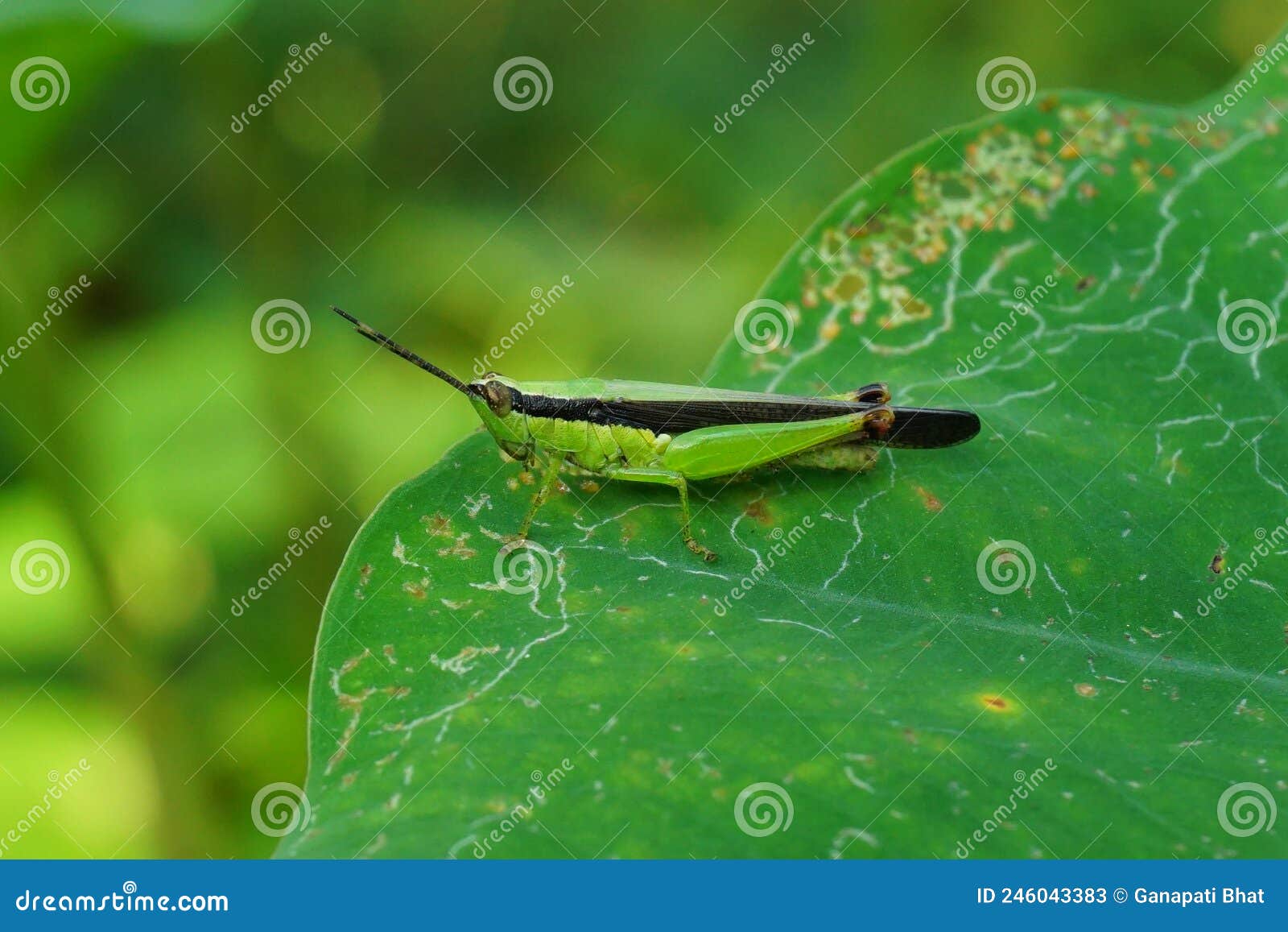 Grasshopper on the Elephant Ear Leaf Stock Image - Image of ...
