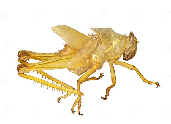 Grasshopper Exoskeleton Macro Over White Stock Image - Image of closeup ... Grasshopper Exoskeleton Macro Over White Stock Image - Image of closeup ...