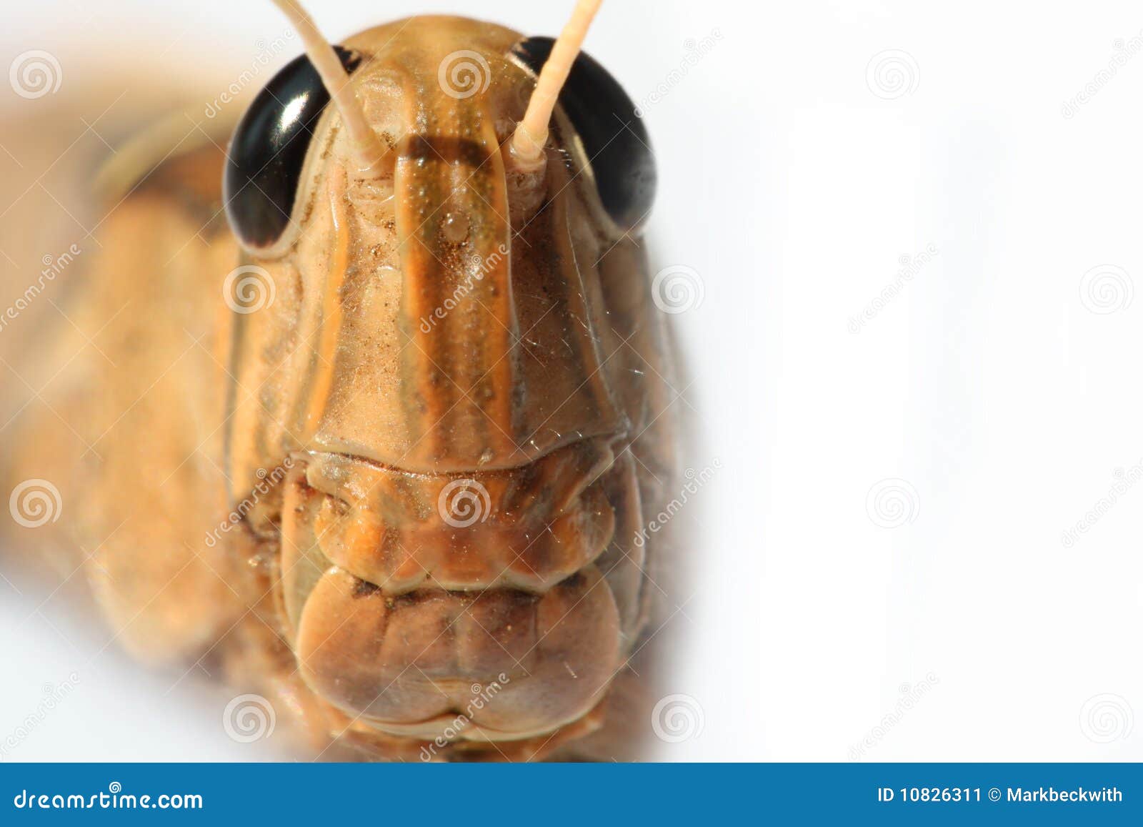 Grasshopper Face
