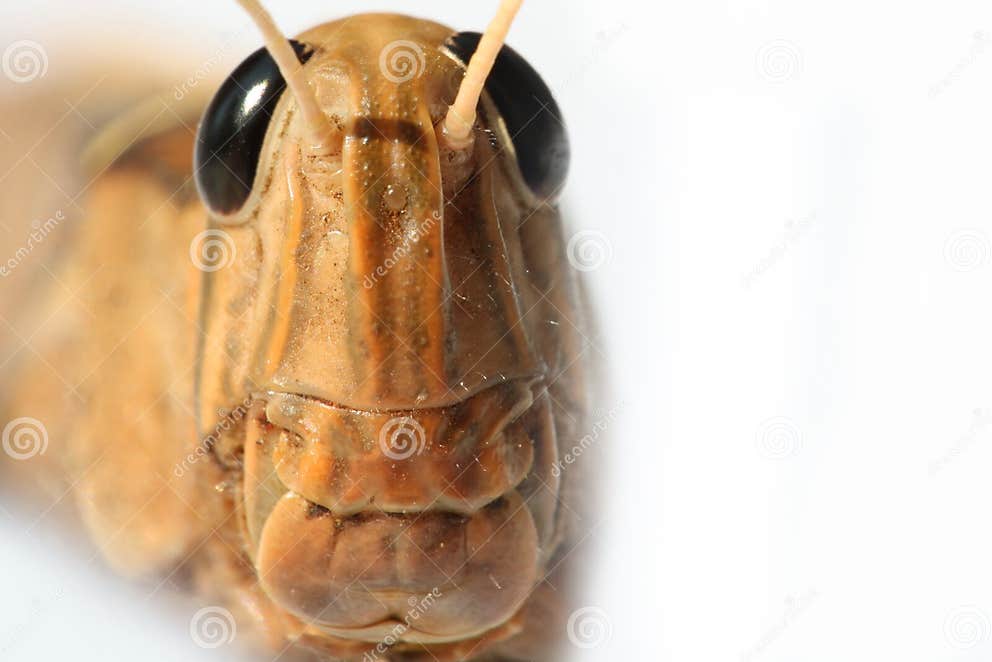 Grasshopper face stock image. Image of macro, biology - 10826311