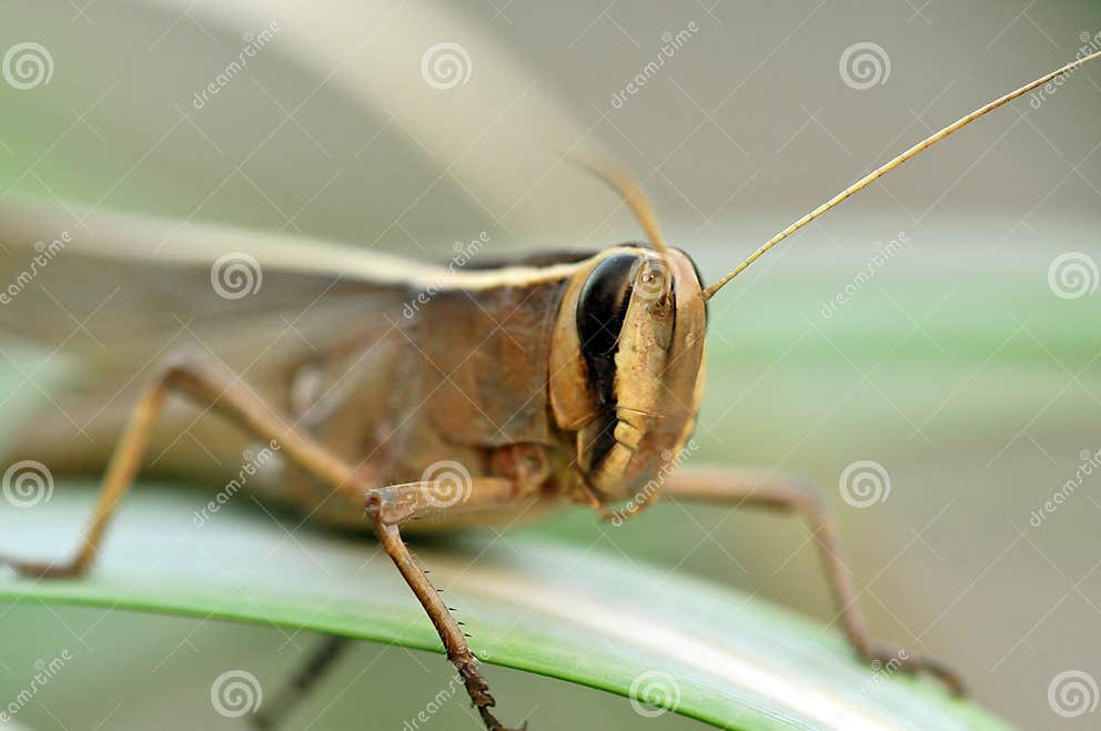 Grasshopper face macro stock image. Image of animal, foreground - 10111701