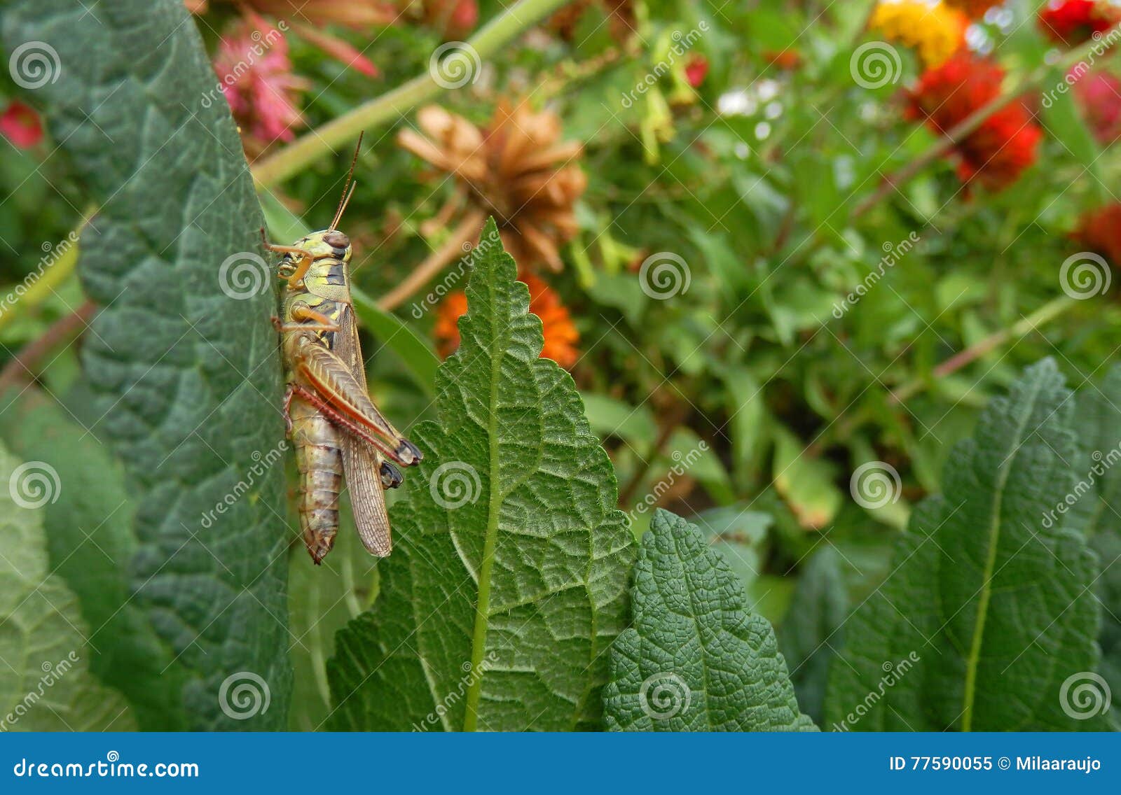 Grasshopper in fall garden stock image. Image of green - 77590055