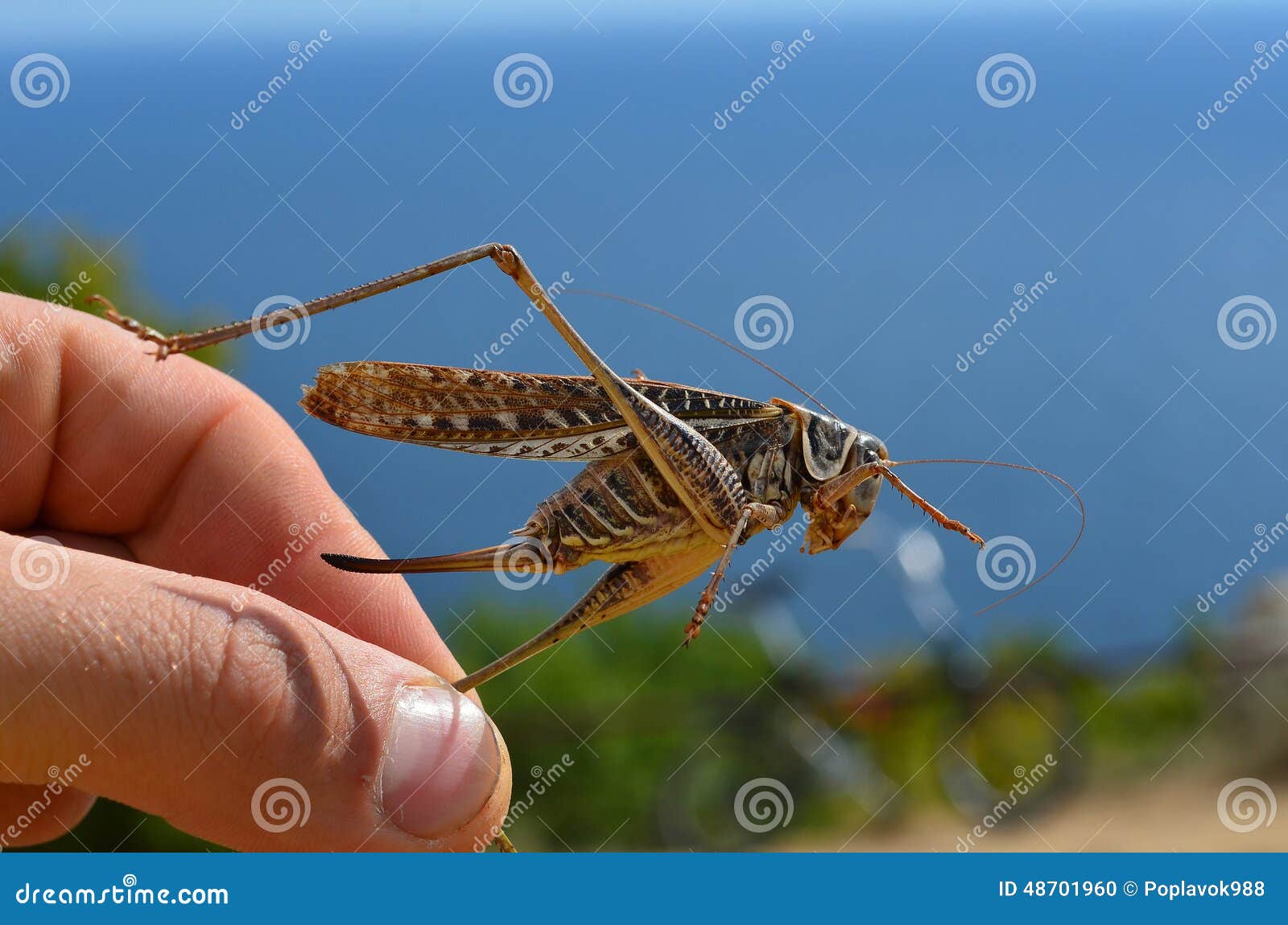 Grasshopper stock photo. Image of wings, whiskers, background - 48701960