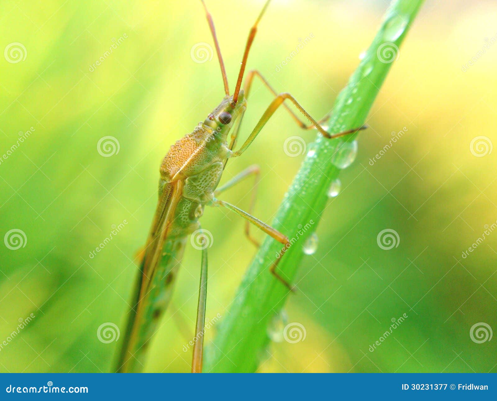 The grasshopper stock image. Image of water, grasshopper - 30231377