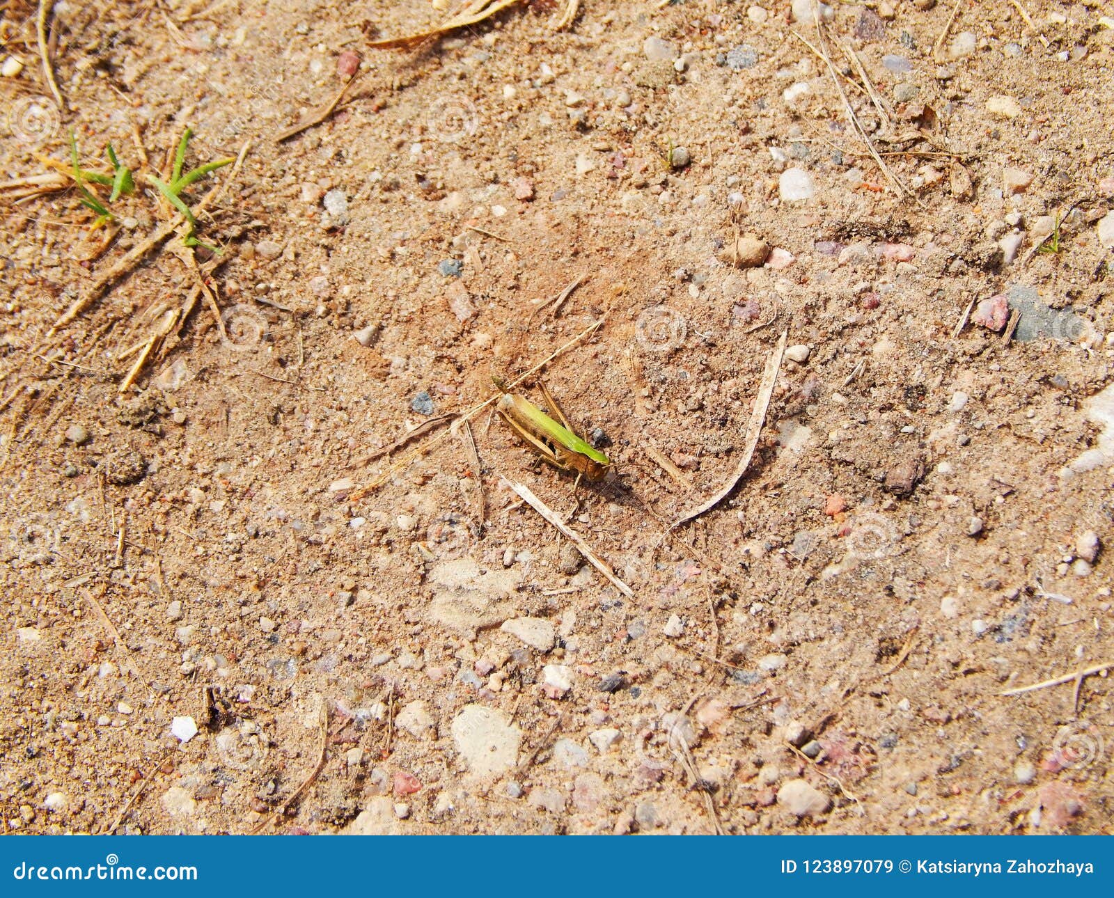 Grasshopper In The Field On The Grass Stock Image | CartoonDealer.com ...