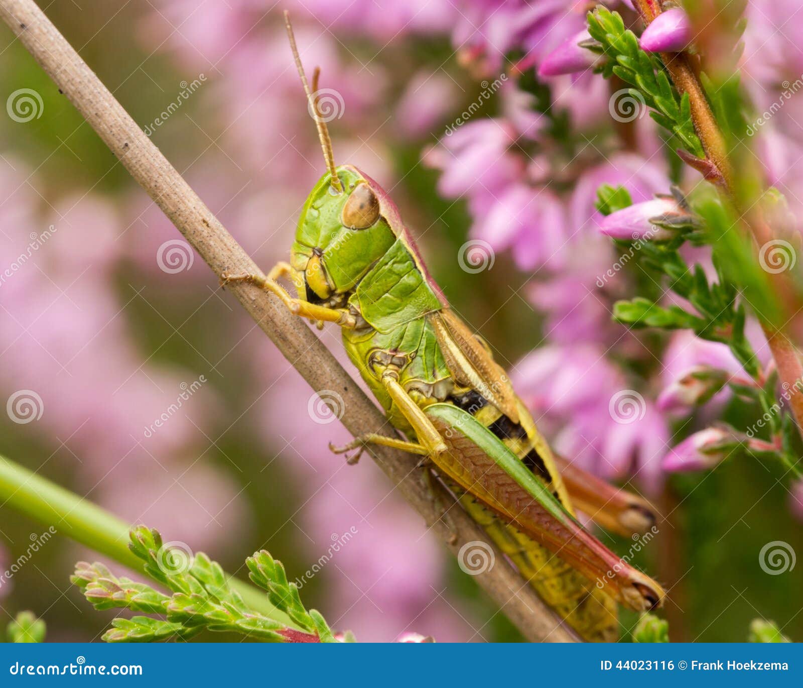 Grasshopper In The Field On The Grass Stock Photography | CartoonDealer ...