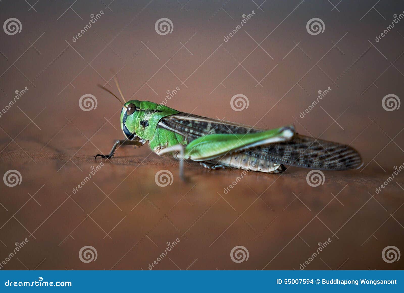 Grasshopper on the floor stock photo. Image of animal - 55007594
