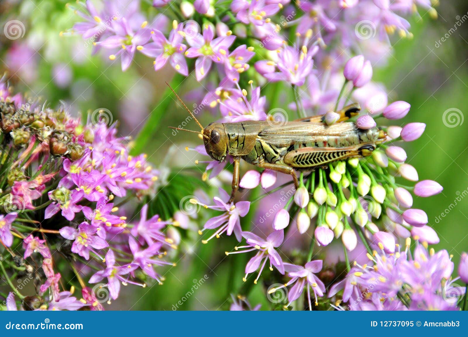 Grasshopper on flower stock image. Image of prairie, flower - 12737095