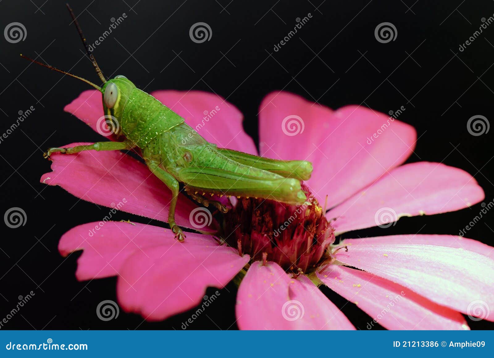 Grasshopper on flower stock photo. Image of beautiful - 21213386